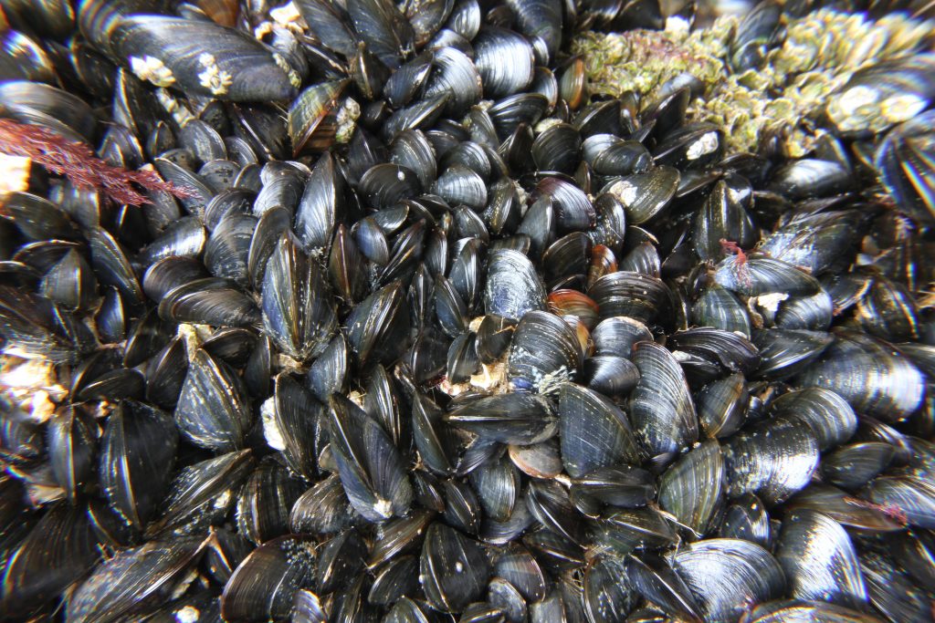 Seed mussel found at Titchwell - Eastern IFCA